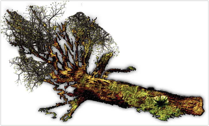 Download Cff Fallen Tree Jrl - Fallen Tree Png PNG Image with No ...