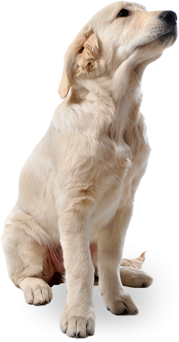 Best Free Dogs Icon - Png Background Hd Dog - Free Transparent PNG ...