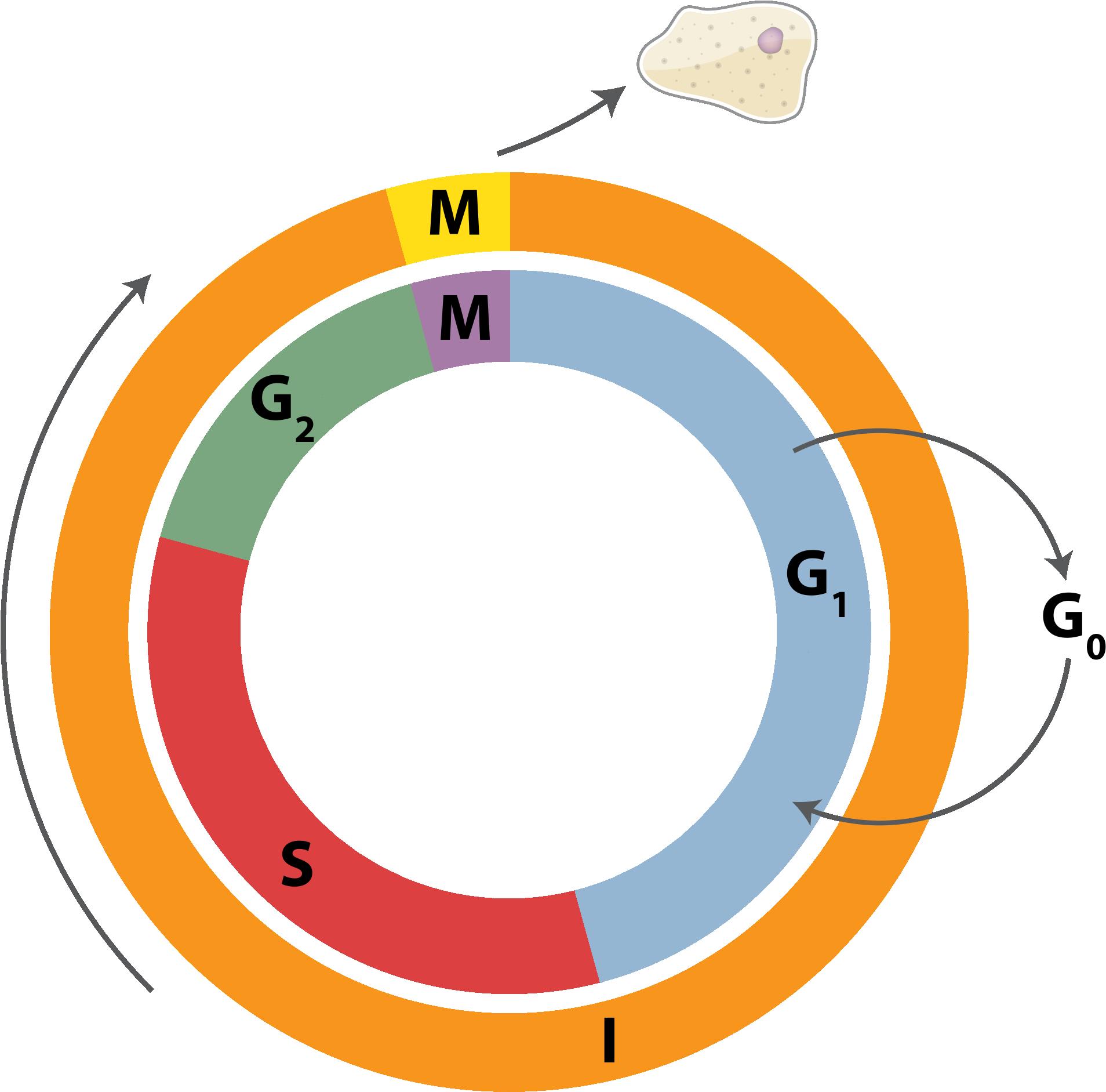 Download Cell Cycle 3 - Cell Cycle Png PNG Image with No Background ...