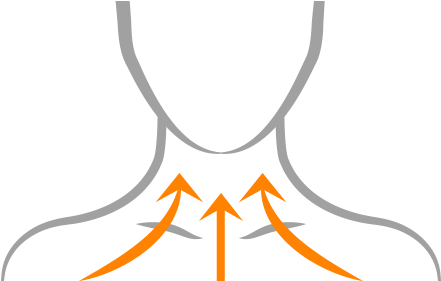 Step 2 - Neck Illustration - Neck Png - Free Transparent PNG Download ...