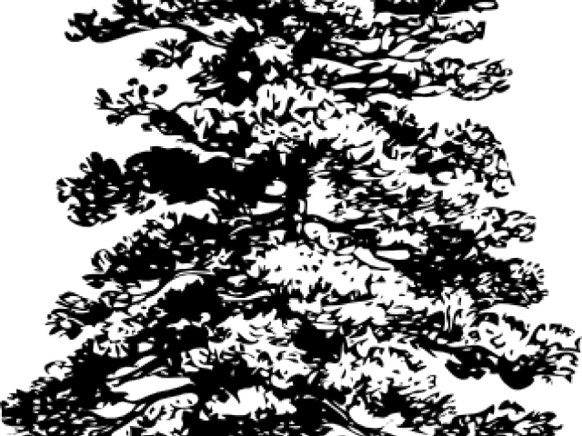 Download Drawn Pine Tree Drawing - Wall Decal Pine Trees PNG Image with ...