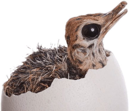 Download Ostrich Chick Hatching - Baby Ostrich PNG Image with No ...