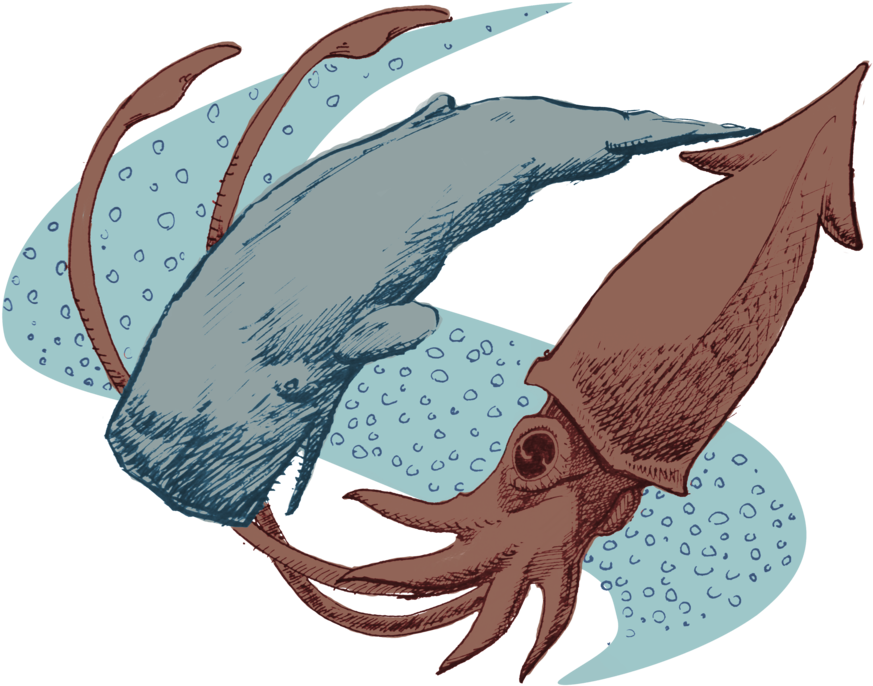 Download Squid Drawing Traditional - Sperm Whale Squid Png PNG Image ...