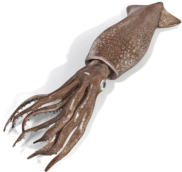 Squid Png Image Transparent - Squid Png - Free Transparent PNG Download ...