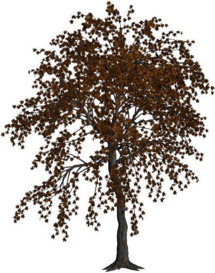 Download Autumn Tree By Cimarron - Autumn Tree PNG Image with No ...