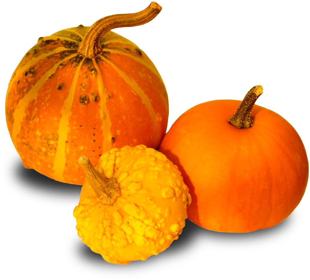 Download Contacto - Pumpkins And Gourds Png PNG Image with No ...