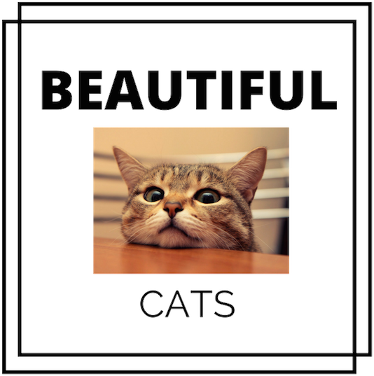 Download Fashion Unique Design Protective Cellphone Back Cover PNG ...