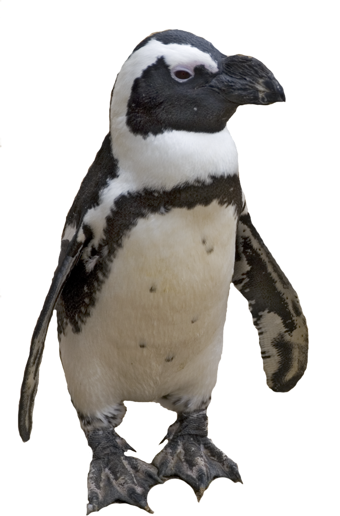Download Pinguin Png Hd - Penguin Png PNG Image with No Background ...