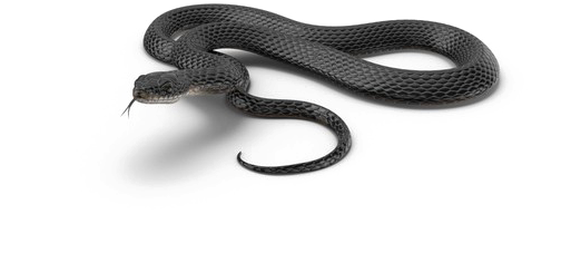 Black Mamba Snake Png Download Image - Picsart Photo Studio - Free ...