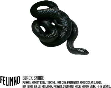 Download Black Snake Compilation - Common Kingsnake PNG Image with No ...