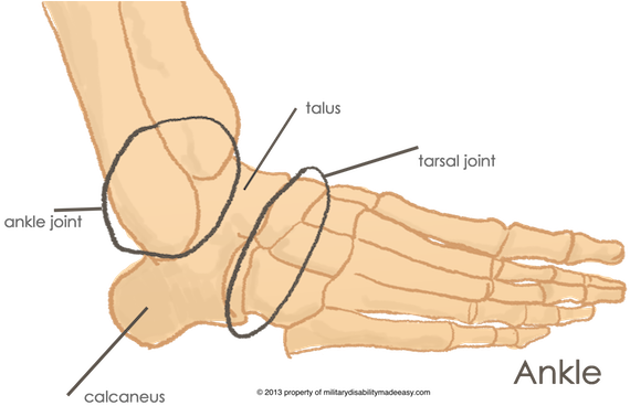 Download The Ankle Joint 1 - Heel Joints PNG Image with No Background ...