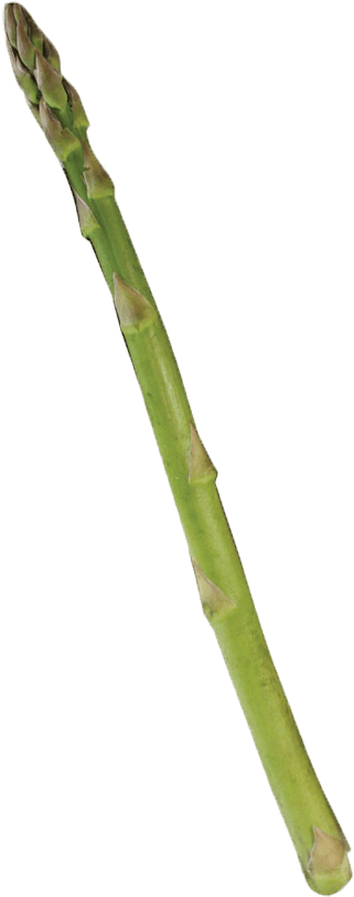 Download Single Asparagus - Portable Network Graphics PNG Image with No ...