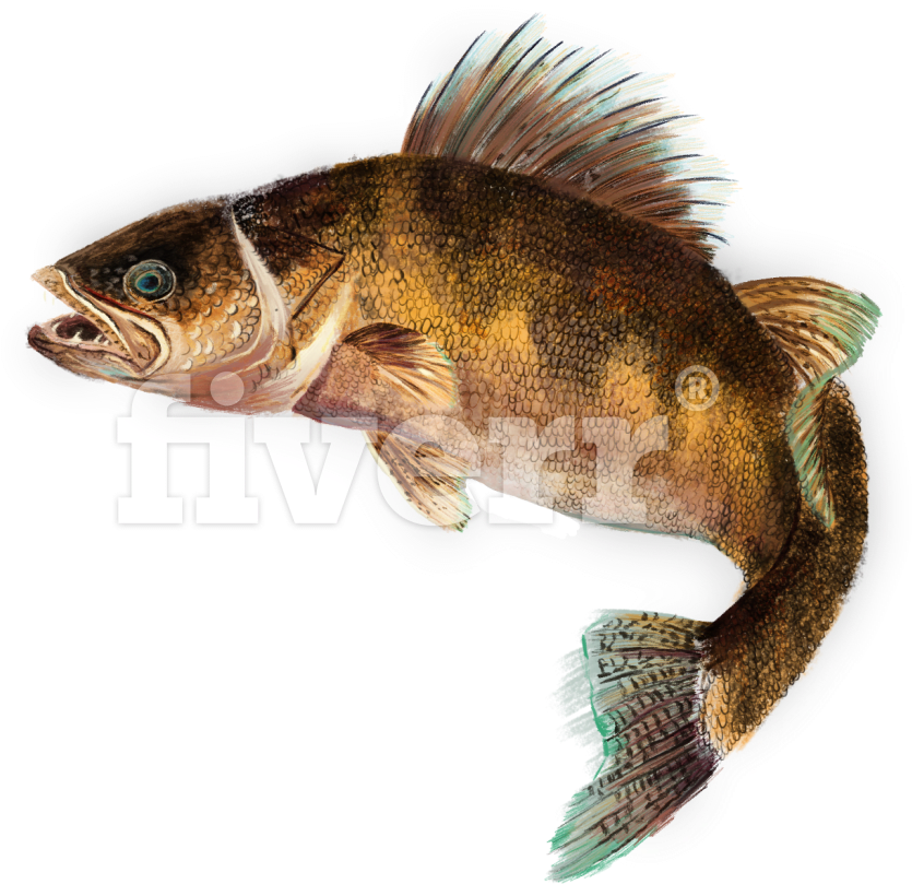 Perch - Free Transparent PNG Download - PNGkey
