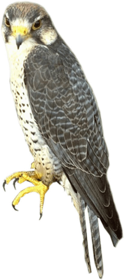 Download Free Png Falcon Png Images Transparent - Sharp Shinned Hawk ...