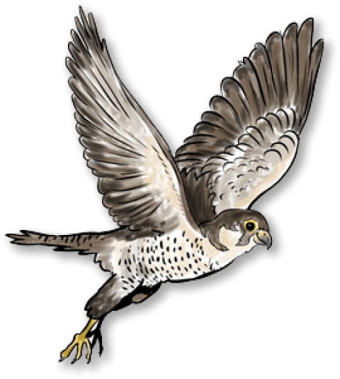 Free Png Falcon Png Images Transparent - Falcon - Free Transparent PNG ...