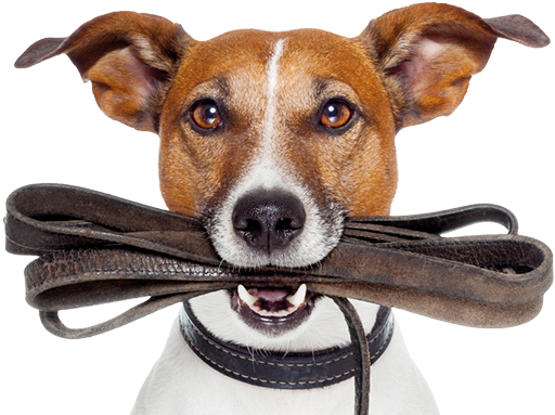 Download Protection And Care For Your Pet - Dog's Guide To Having An ...