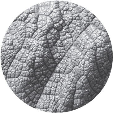 Download Rawhide Skin Texture Gobo - Leaf Texture PNG Image with No ...