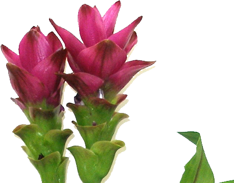 Download Ginger Flower Png Clip Transparent Library - Ginger Flower Png ...