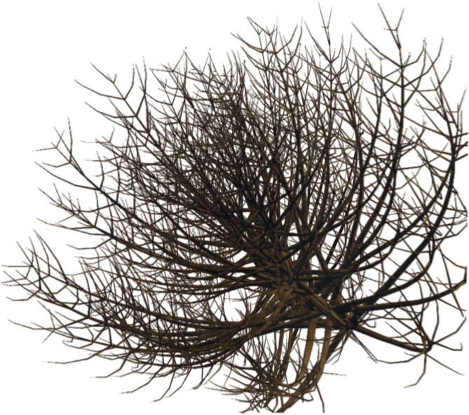 Download Desert Bush Png - Desert Plant Png PNG Image with No ...