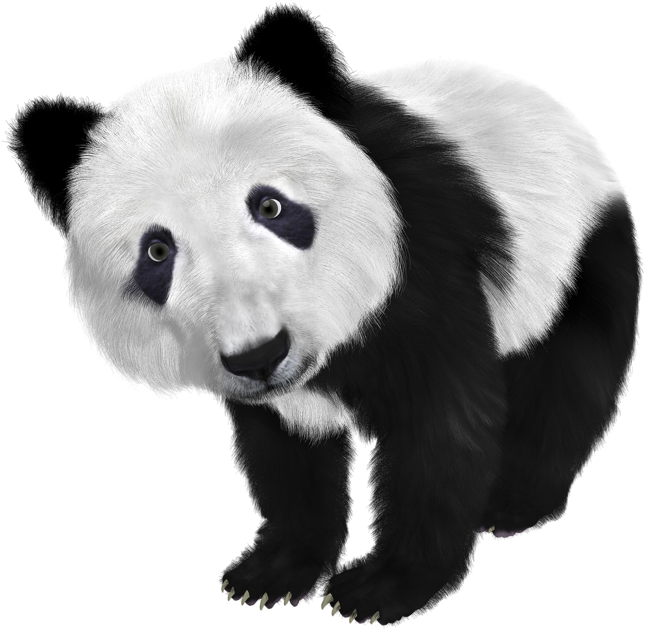 Panda Transparent Png - Free Transparent PNG Download - PNGkey