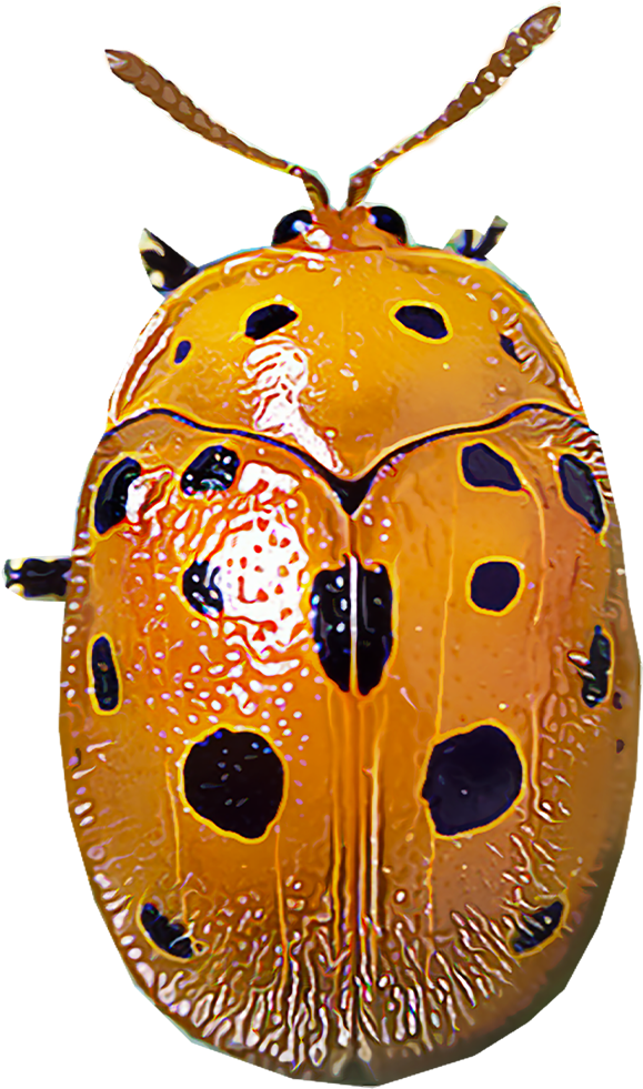 Download Mexican Bean Beetles - Ladybug PNG Image with No Background ...