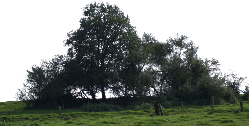 Big Tree - Png Big Tree - Free Transparent PNG Download - PNGkey