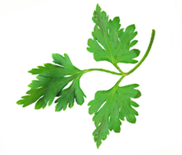 Italian Parsley Flat - Parsley - Free Transparent PNG Download - PNGkey