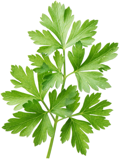 Download Parsley PNG Image with No Background - PNGkey.com