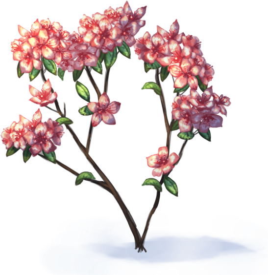 Download Screencast Azaleas - Azalea Transparent Png PNG Image with No ...