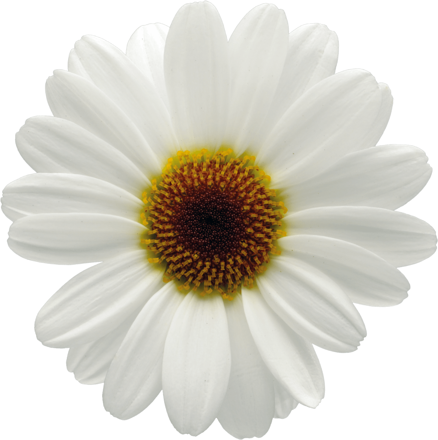 Click - White Flower Big Png - Free Transparent PNG Download - PNGkey