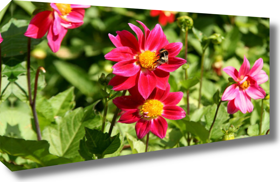 Canvas Sample - Sample Image Url - Free Transparent PNG Download - PNGkey