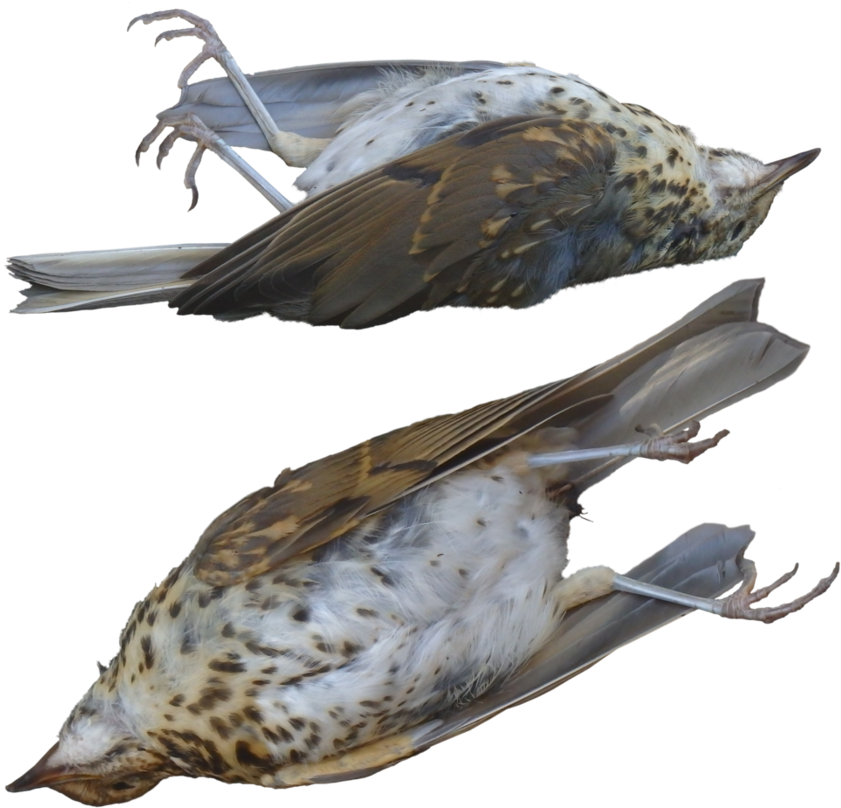 Download Dead Clipart Hawk - Transparent Dead Bird Png PNG Image with ...