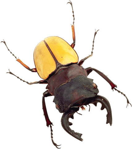 Download Free Png Bug Png Images Transparent - Transparent Bug PNG ...