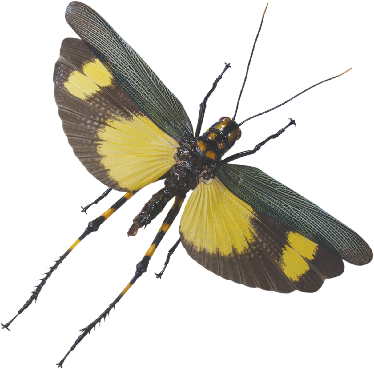 Download Grasshopper-flight - Grasshopper Flying Png PNG Image with No ...