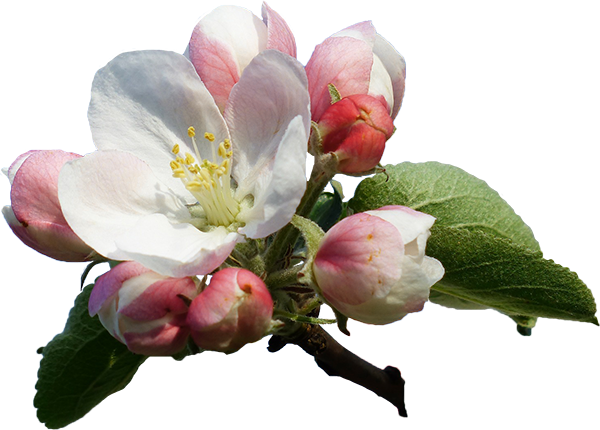 Apple Blossom 116409 - Apple Flowers Transparent Png - Free Transparent ...