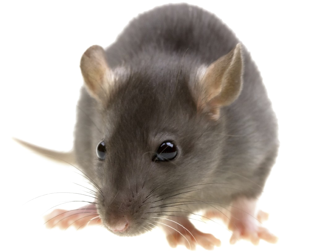 Download Rat Png Image With Transparent Background - Pest Control PNG ...