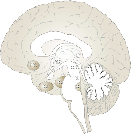 Download White Brain Png Images PNG Image with No Background - PNGkey.com