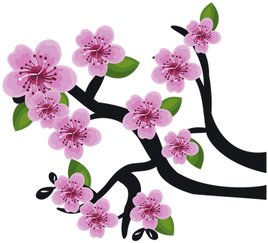 Cherry Blossom - Vector Graphics - Free Transparent PNG Download - PNGkey