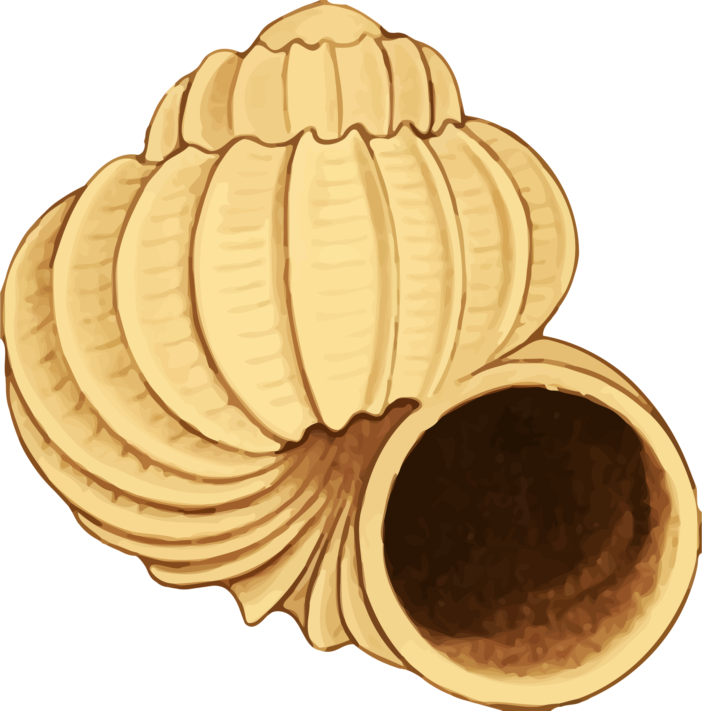 Download Shell Clipart Yellow Sea - Sea Shell 38 PNG Image with No ...