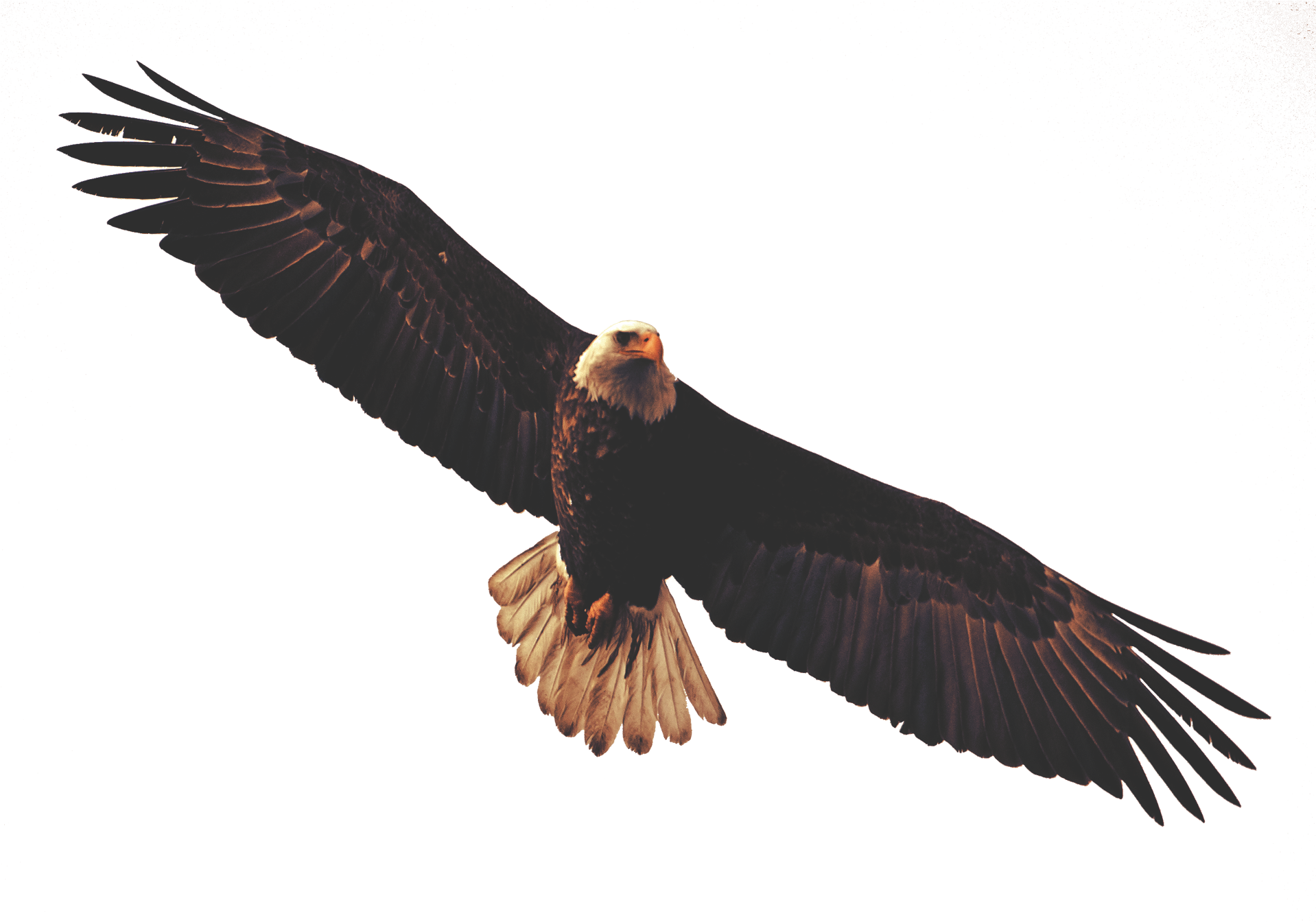 Download Golden Eagle Clipart Dead Eagle - Bald Eagle Sticker PNG Image ...