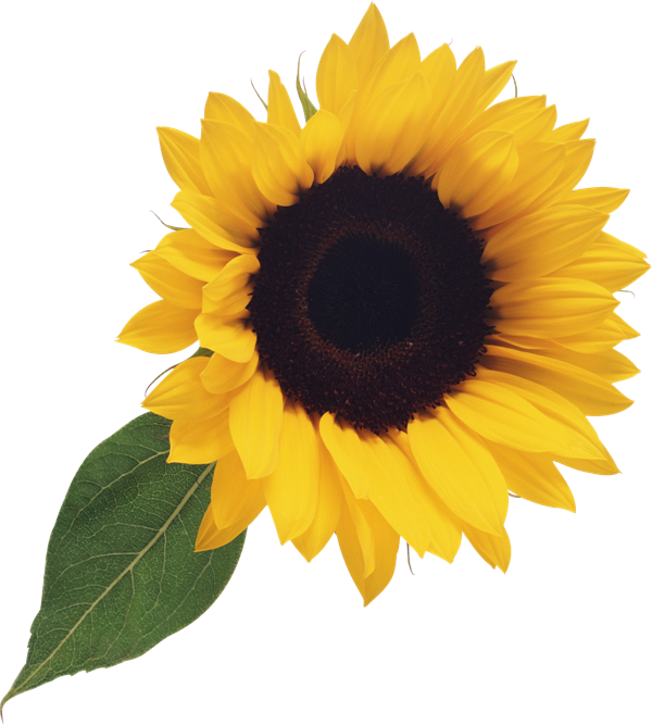 Download Free Sunflower Clipart Png - Sunflower Clip Art No Background ...