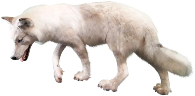 106 Arctic Wolf Clipart - Wolf With Clear Background - Free Transparent ...