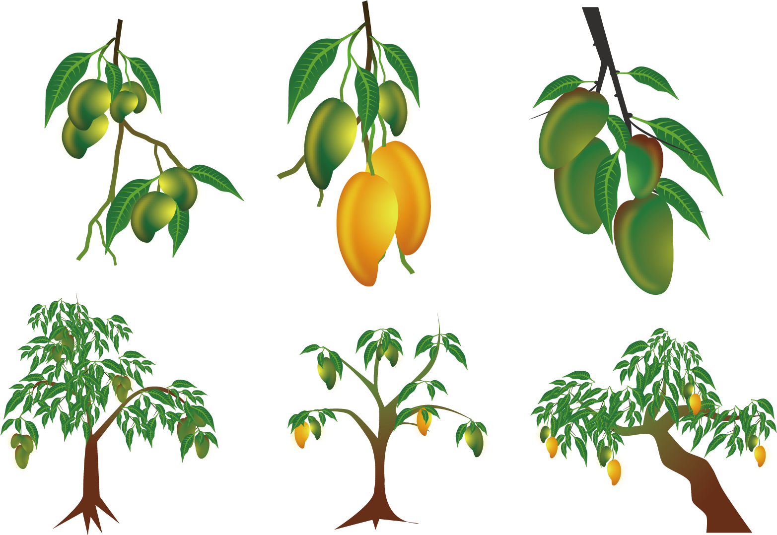 Download Mango Euclidean Vector Clip Art - Mango Tree Vector PNG Image ...