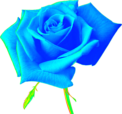 Zoom Diseu00d1o Y Fotografia Rosas En Png Con Fondo - Red Rose For ...