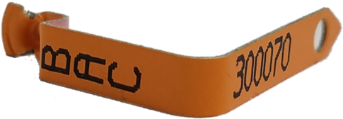 Download Wing Band 1 - Wing Band In Chicks PNG Image with No Background ...