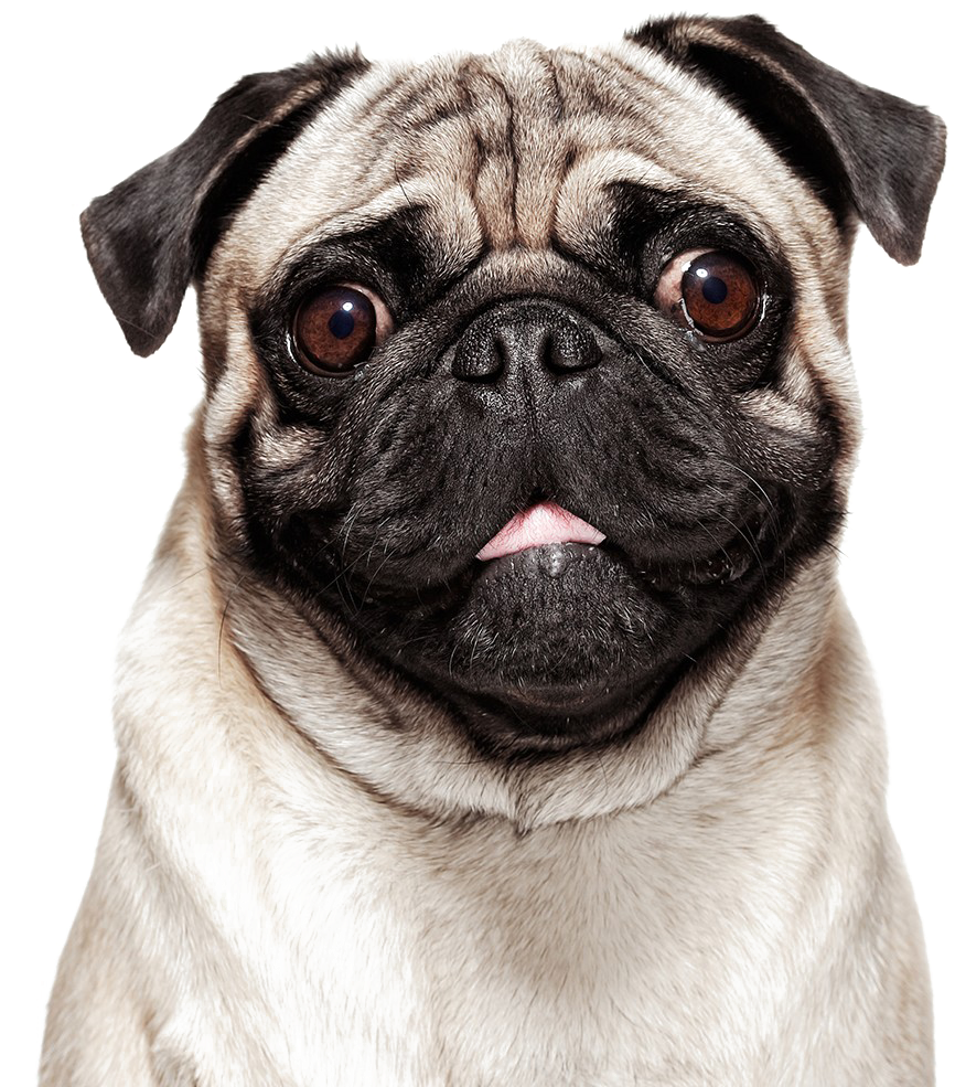 Download Pug Png Photo - Pug Png PNG Image with No Background - PNGkey.com