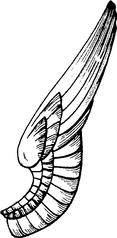 Download Below Are Some Extra Wings For You To Play With - One Side ...