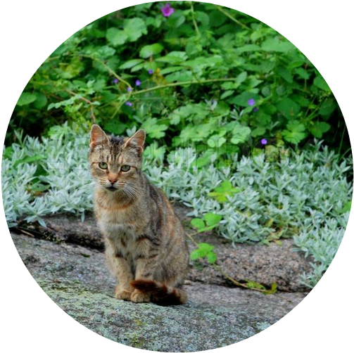 Download 3053557 Shy Gray Cat In A Cliff - Cat PNG Image with No ...