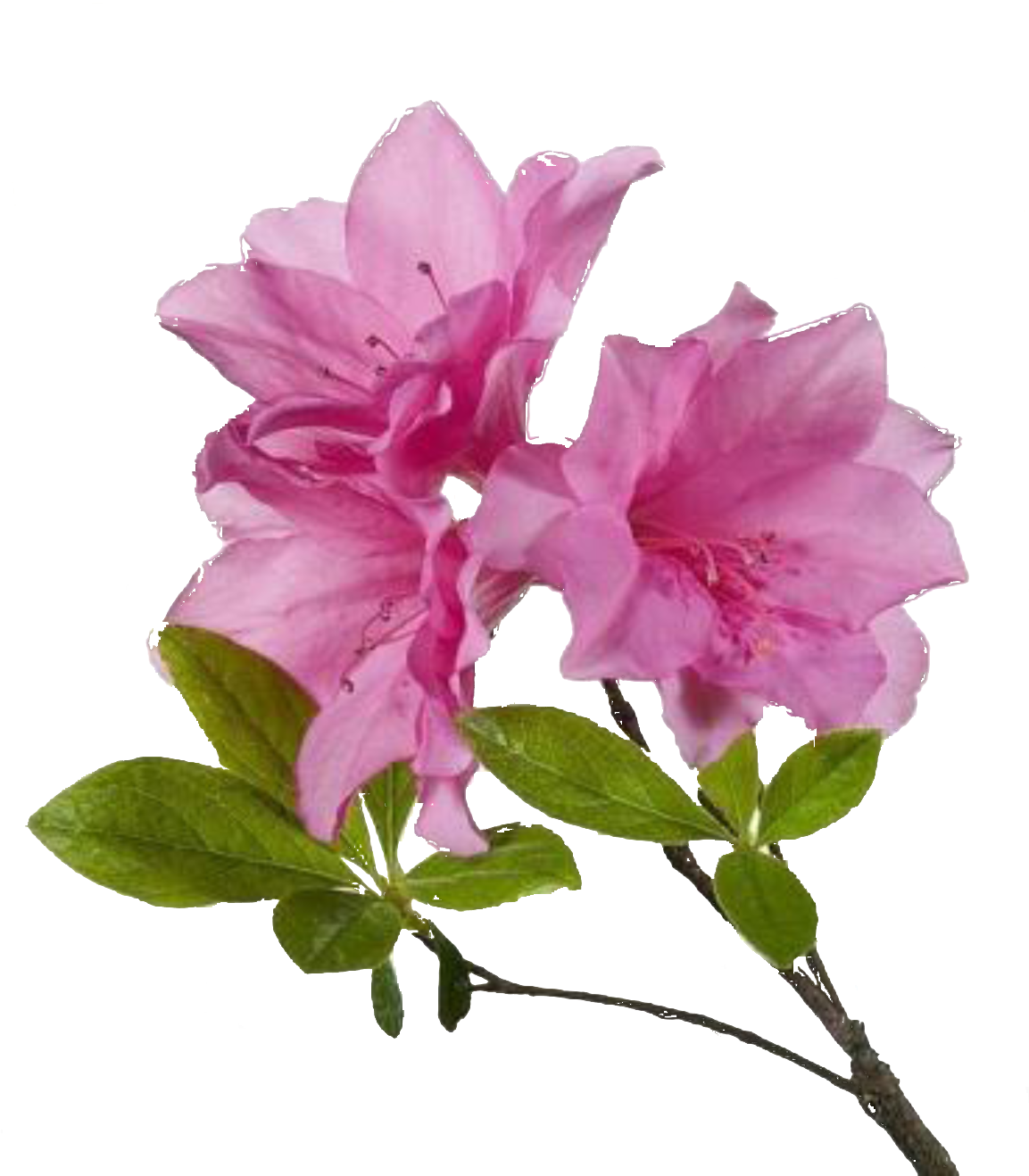 Download Free Flower Png - Azalea Flower Transparent Background PNG ...