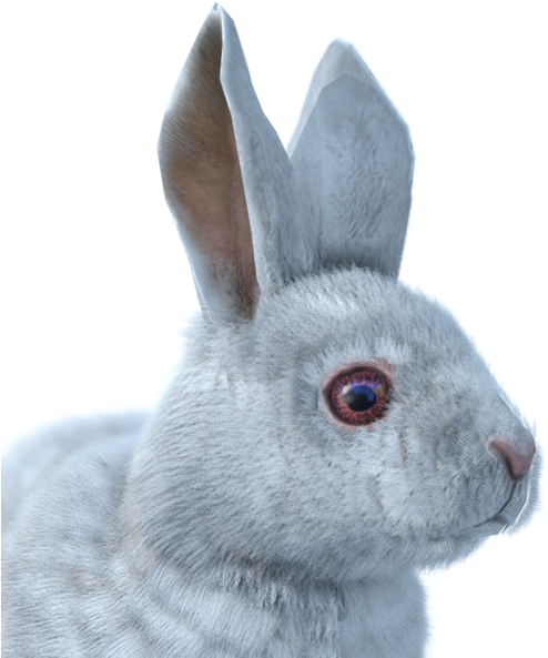 Download Svg Black And White Download Image Hare Male Albino - Lepre ...